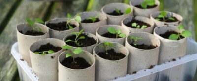 TP Seed Starter Pots - Pam's Greenhouses Reedsburg, WI